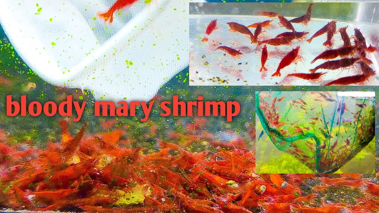 How to Breed the Best Shrimp - Bloody Mary Shrimp - YouTube