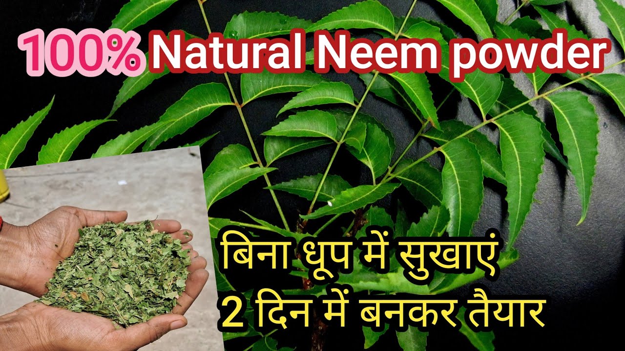 Free की चीज़ से मिट्टी के लिए बनाये ये जादुई powder ||How to make neem ...