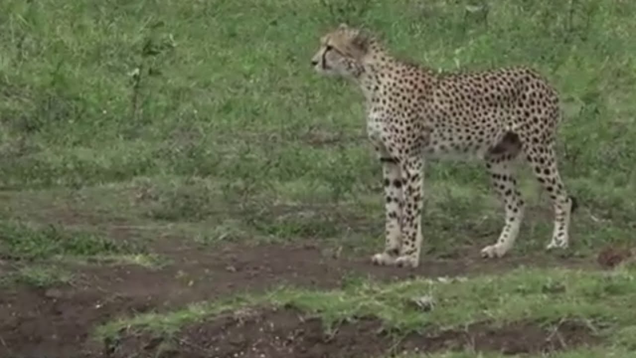 Cheetah eaten alive by Crocodile - YouTube