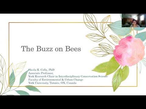 The Buzz on Bees - YouTube