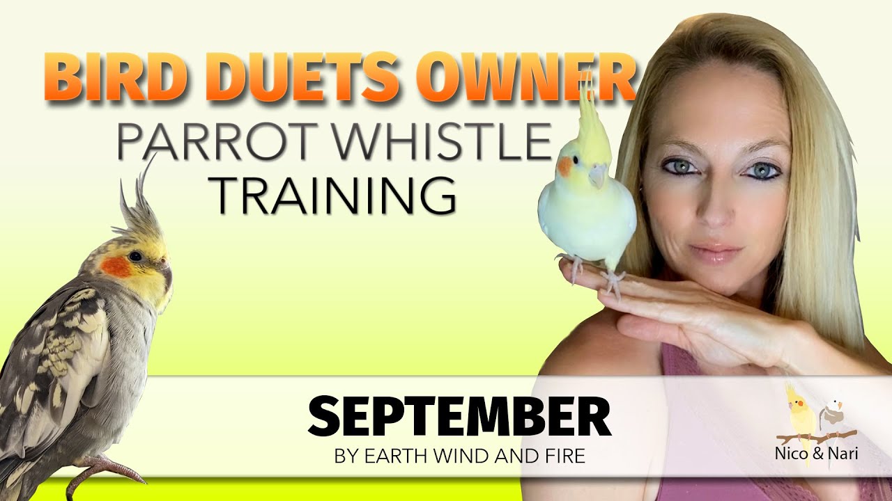 September ~ Parrot Whistle Training - YouTube