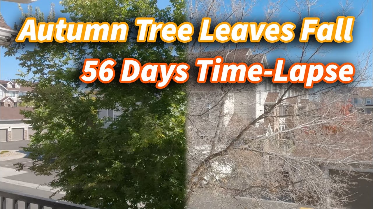 Tree Leaves Fall Time-Lapse - 56 Days - YouTube
