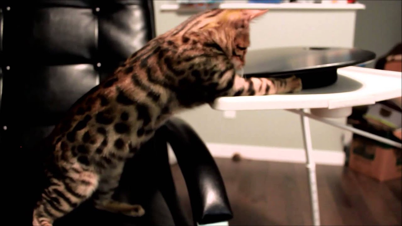 Knocking stuff off desk - YouTube