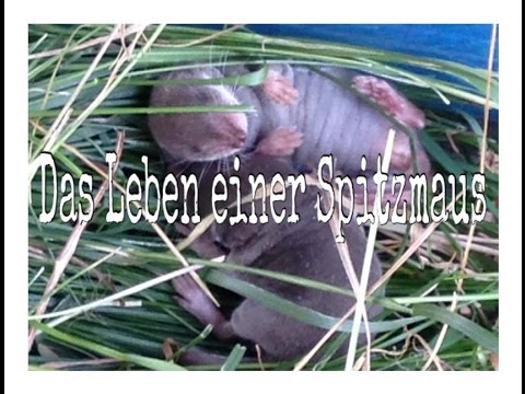 Das Leben einer Spitzmaus - YouTube