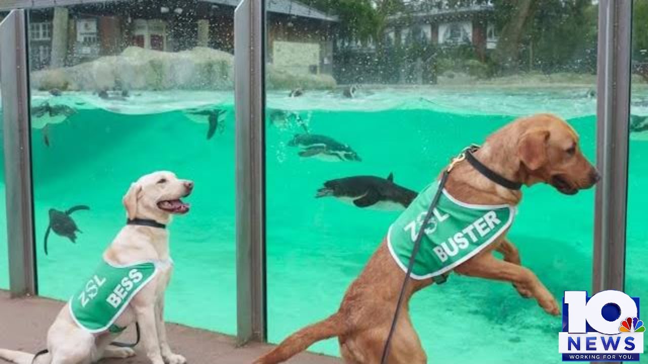 British dog duo sniffs out smugglers - YouTube