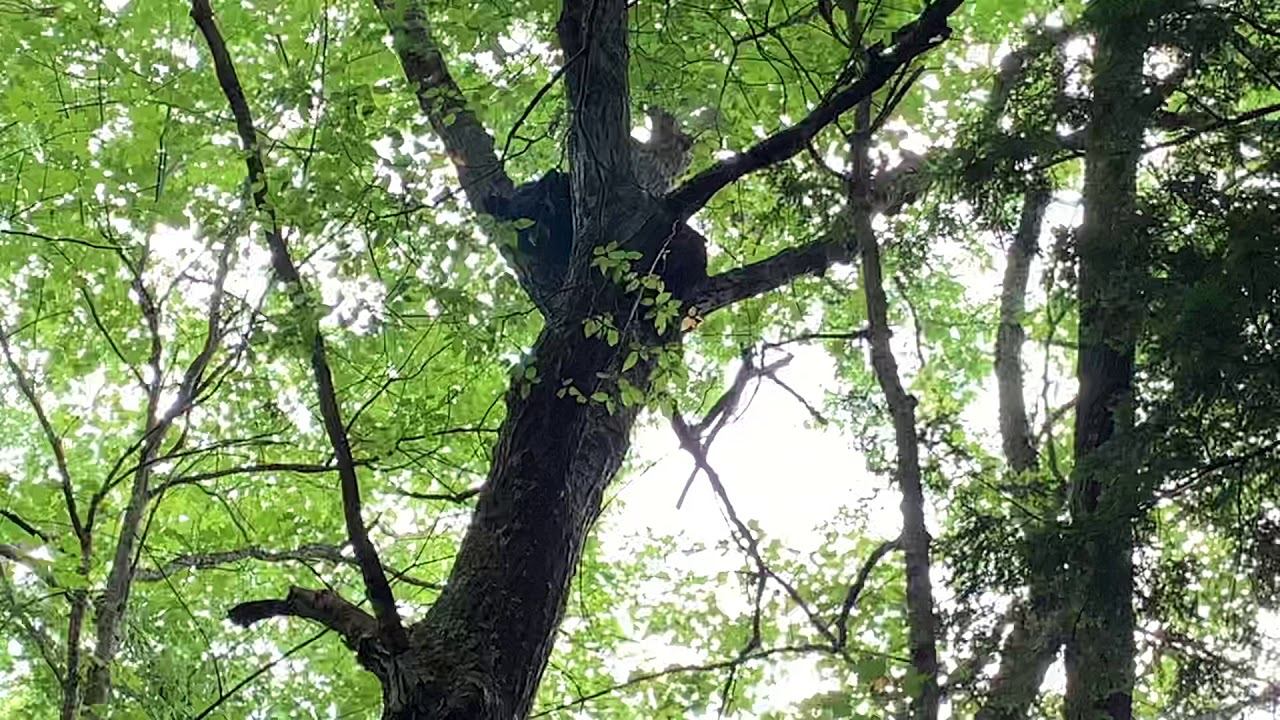 Treeing Walker & Plott Hound Team Up. - YouTube