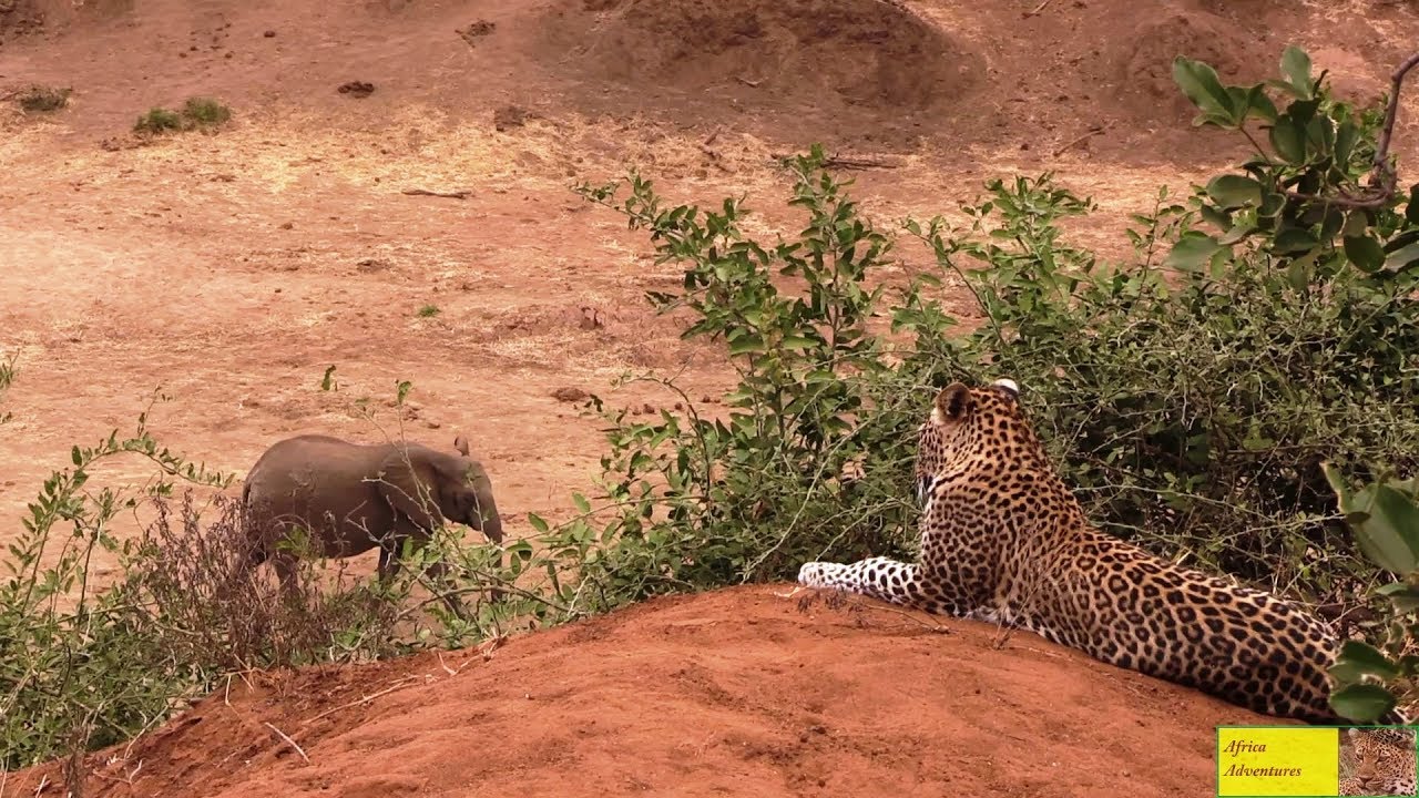 The Leopard And The Elephant Herd - YouTube