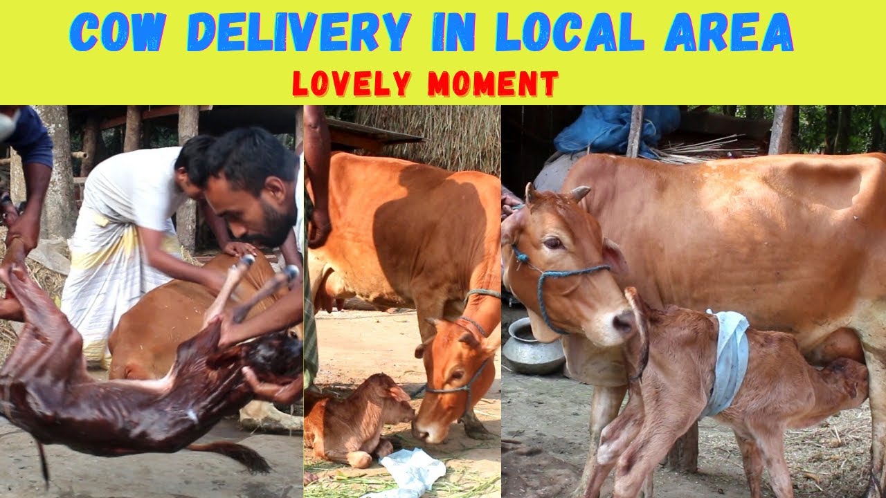 Cow Delivery in Local Area. Lovely Moment of dairy mother and her calf ...