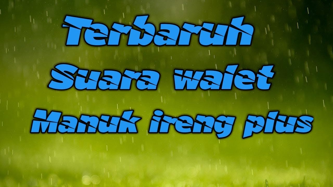 Terbaruh suara walet manuk ireng plus - YouTube
