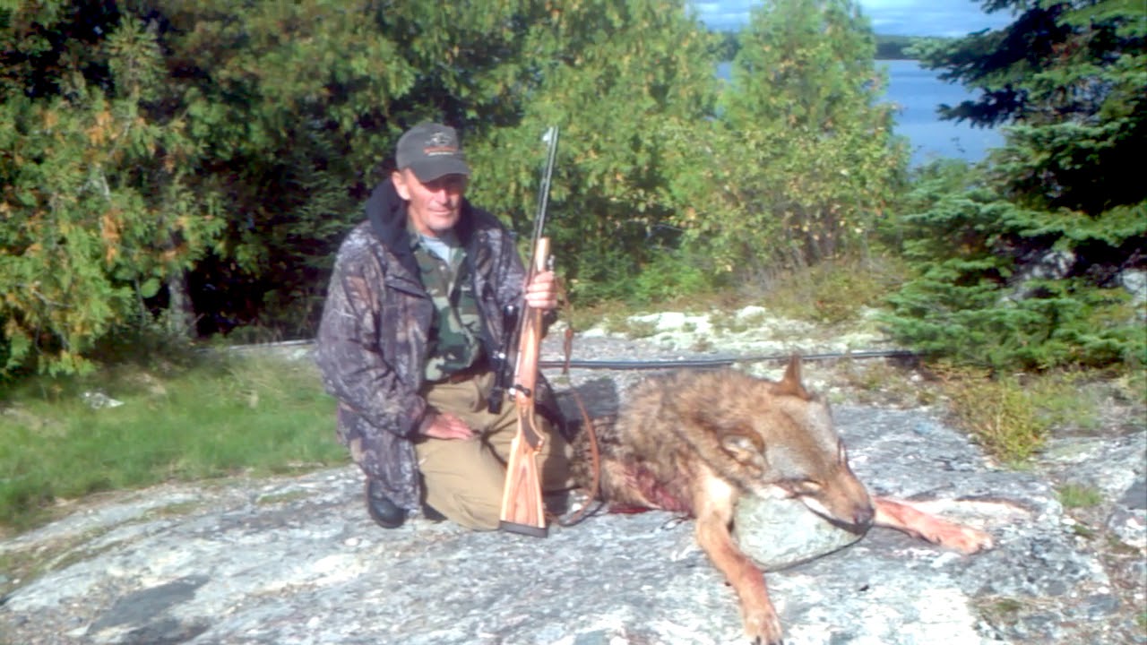 2018 Northern Timber Wolf Hunt - YouTube