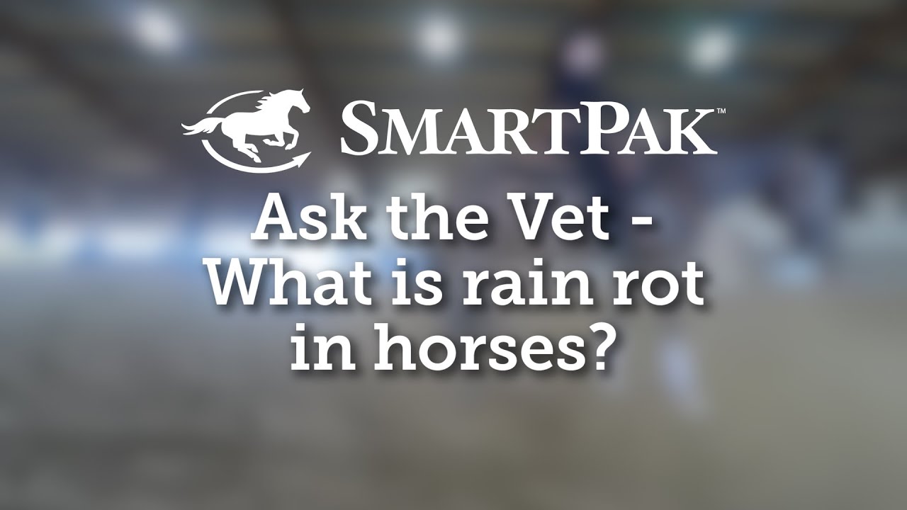 Ask the Vet - What is rain rot in horses? - YouTube