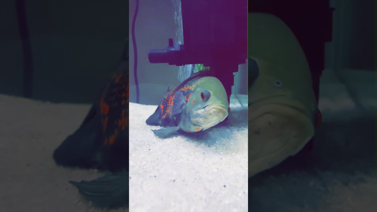 Sulking tiger oscar - YouTube