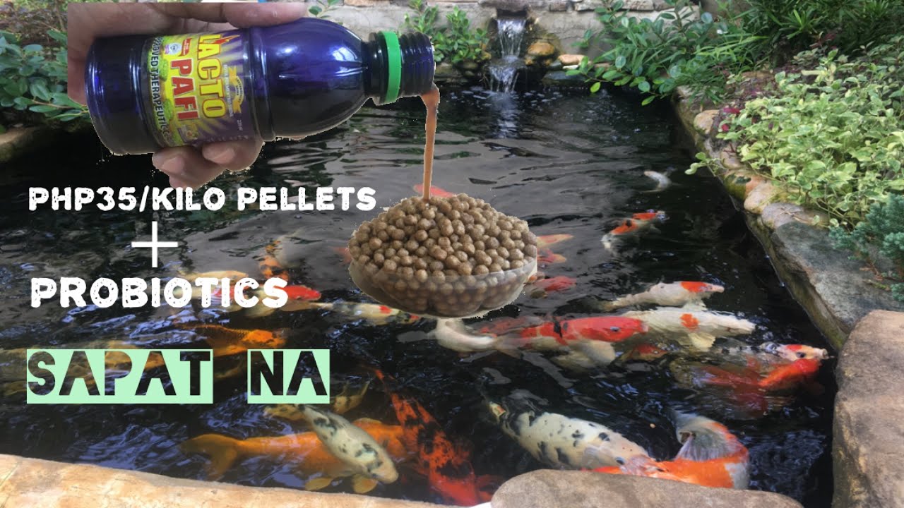 Cheap fish food for my koi - YouTube