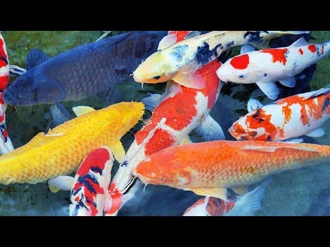 caf#fish# Collection - YouTube