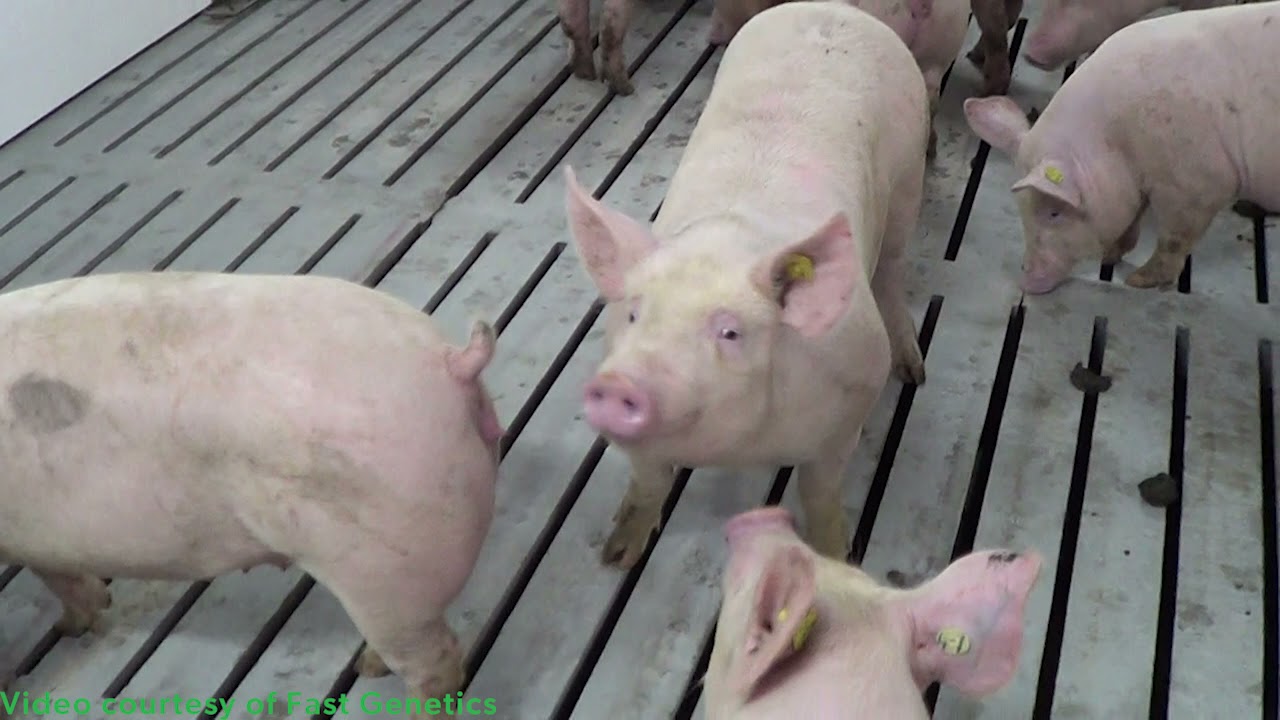 What happens when pigs get sick? - YouTube