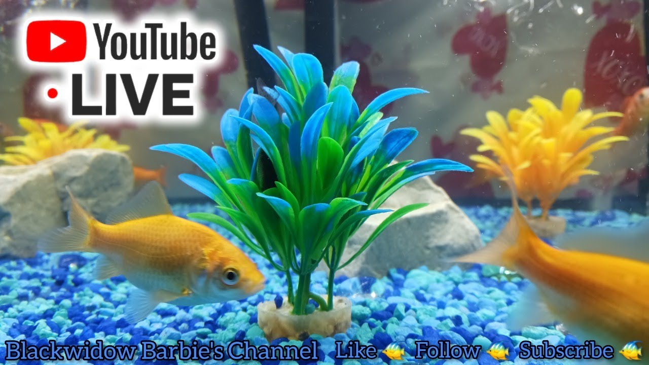 🔴 4 Hours Fish Live Stream #goldfish #live #Fish #livestream # ...