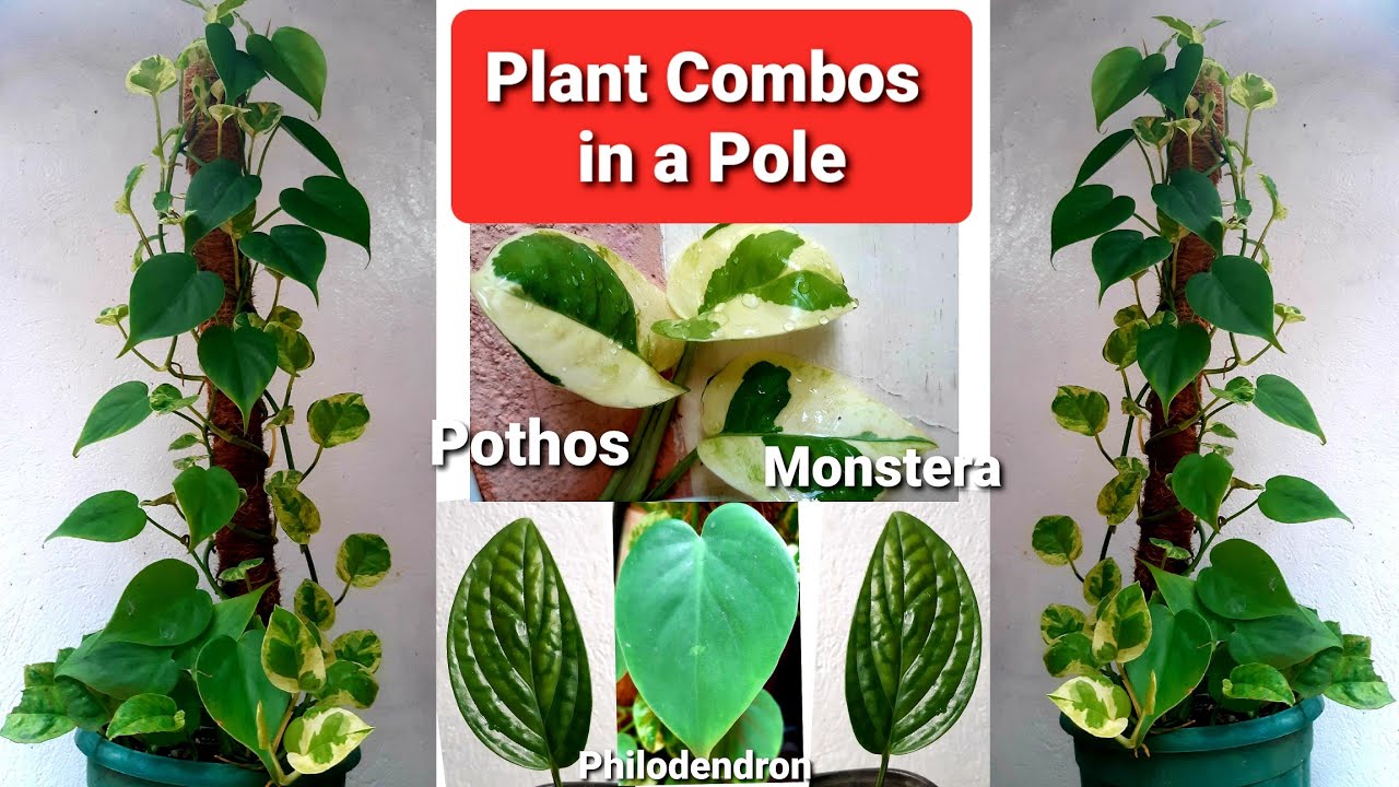 Plant Poles | Pothos, Philodendron, & Monstera Peru - YouTube