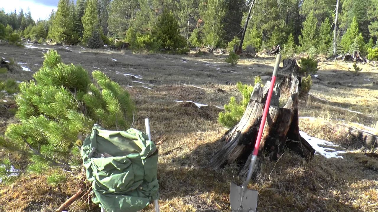 When A Tree Presents Itself - YouTube