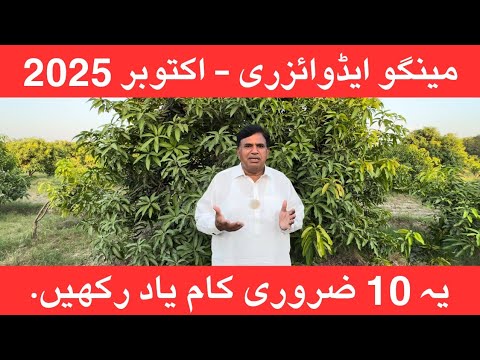 Mango Advisory October 25: Preparing the Plant for Bud Induction ...