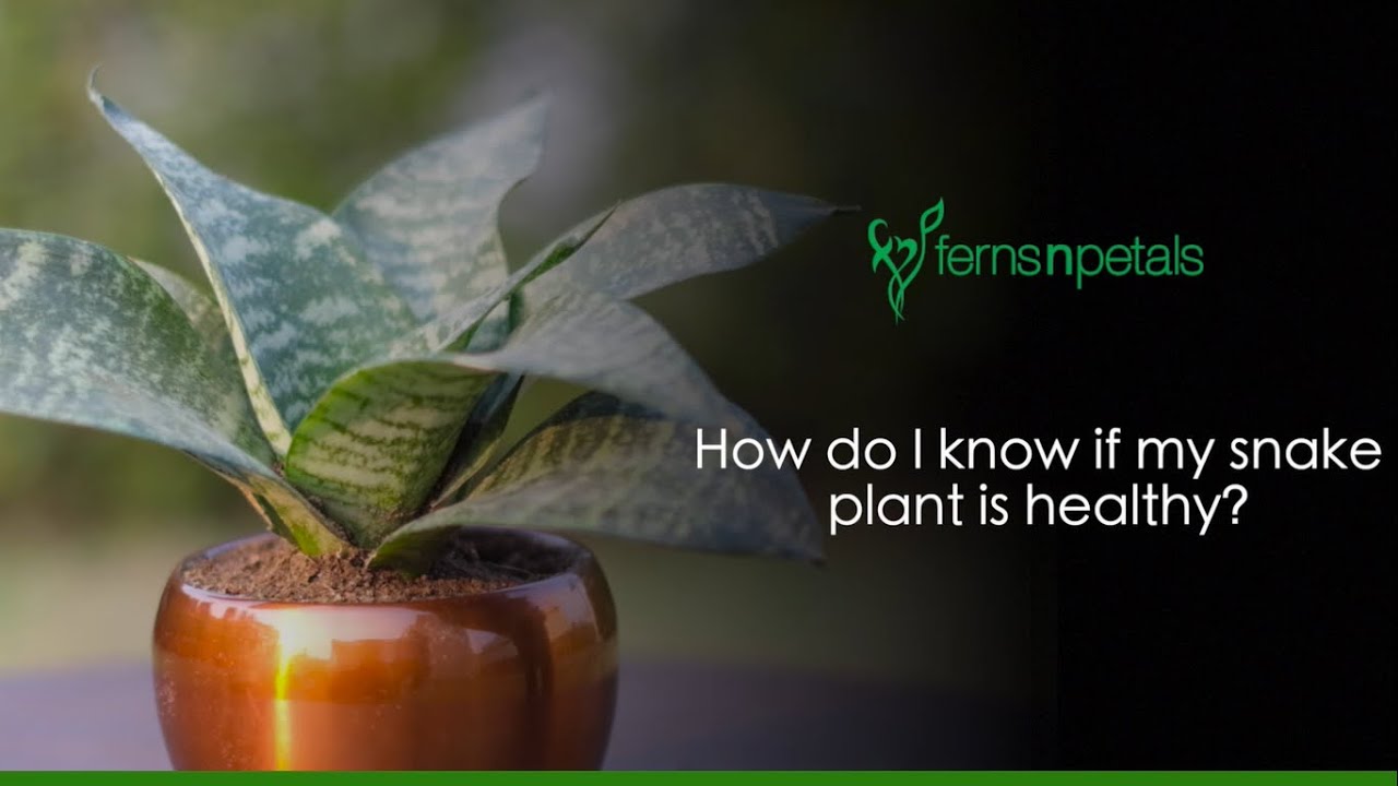 How Do I Know If My Snake Plant Is Healthy Ferns N Petals YouTube how-do-i-know-if-my-snake-plant-is-healthy-ferns-n-petals-youtube