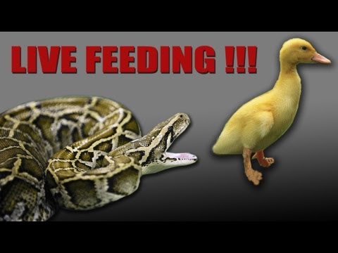 Burmese Python Eat A Pig
