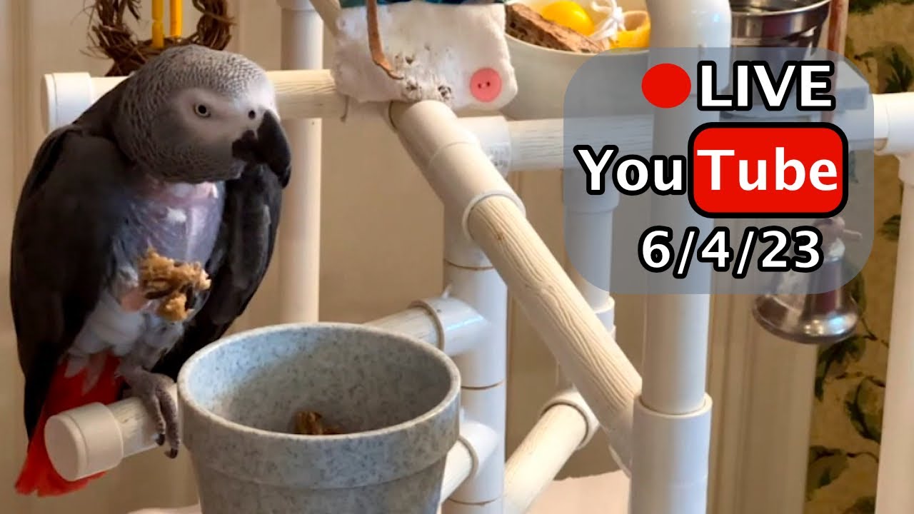 🔴🐦Einstein Parrot LIVE! 6/4/2023 - YouTube
