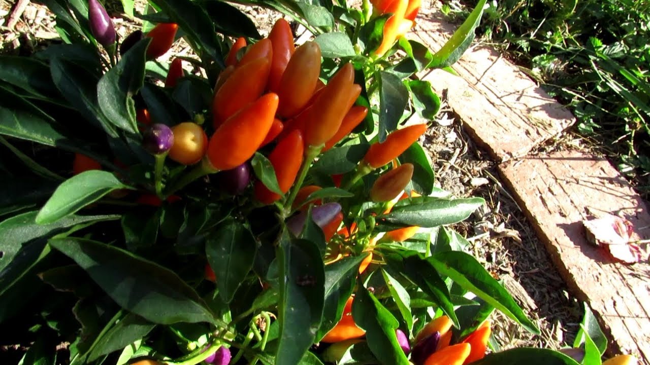 NuMex Easter Ornamental Pepper (AAS Winner): Stunning Colors 'The Proof ...