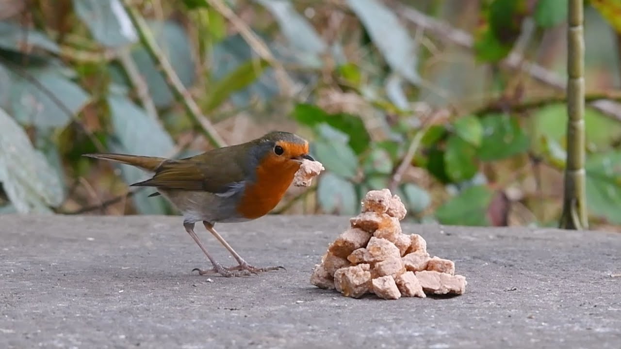 Robins Dine at the Cat Food Buffet - YouTube