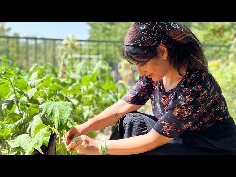 Taşralı Kadın Harika İran Patlıcan Yahnisi Pişiriyor🍆Bahçesinden Hasat Yapıyor| İran Köy Hayatı