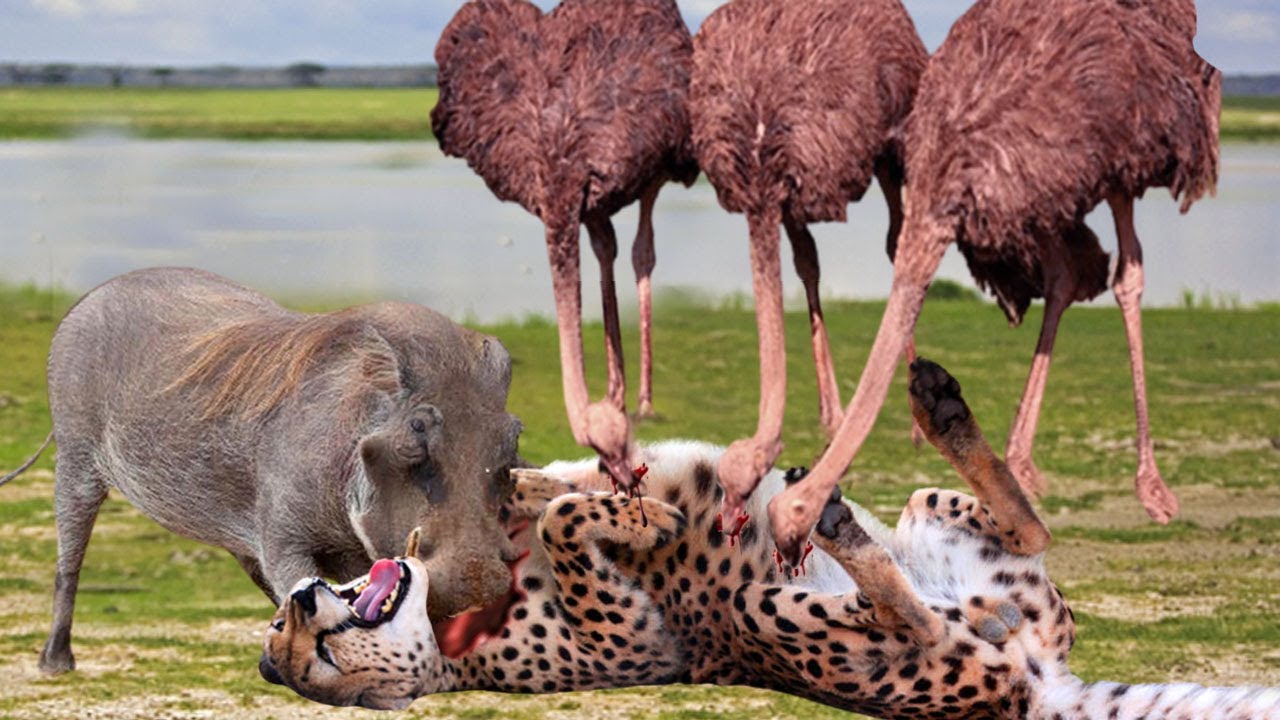 OMG! Great Family Of Ostriches With Warthog Attack Cheetah Waiting For ...