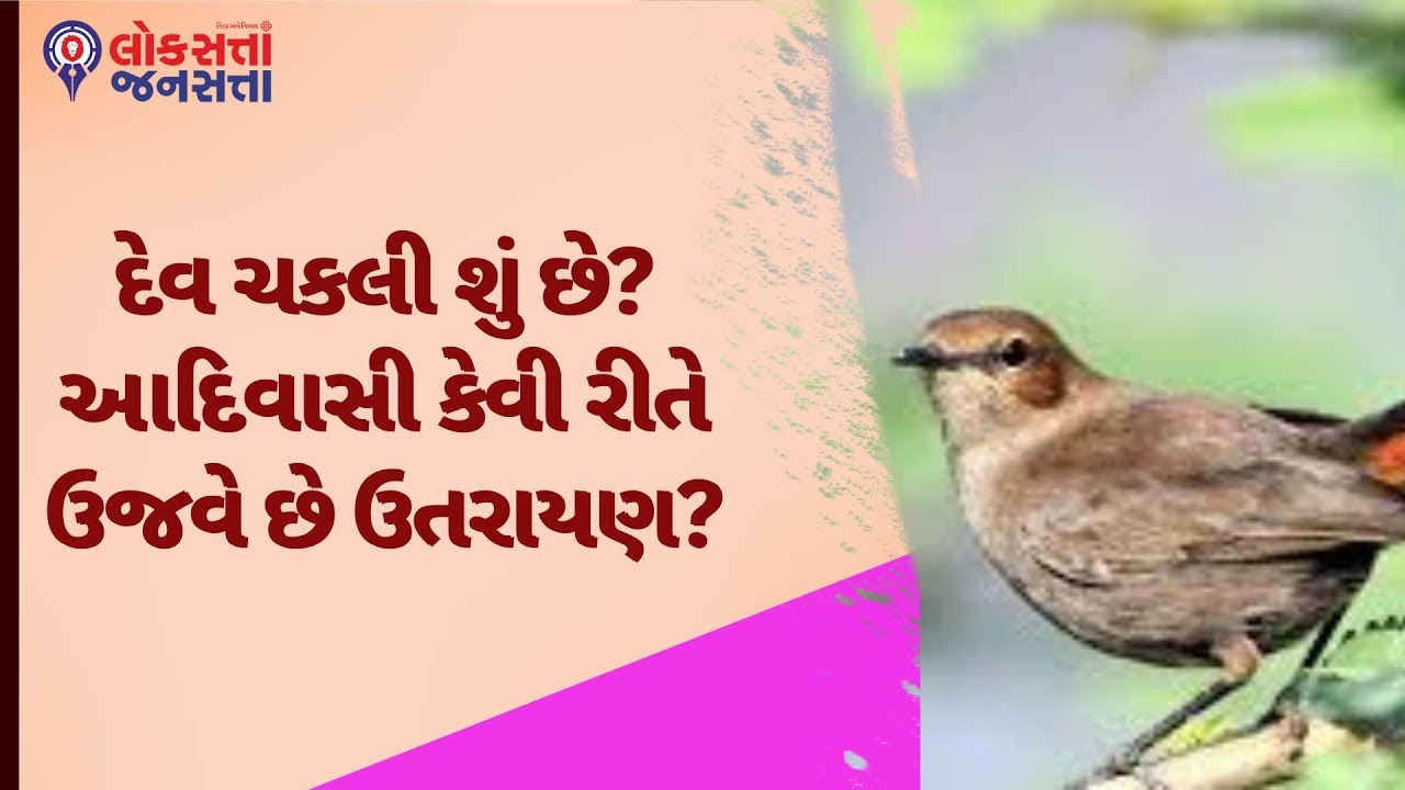 દેવ ચકલી શું છે? આદિવાસી કેવી રીતે ઉજવે છે ઉતરાયણ? | Dev Chakli | Viral ...