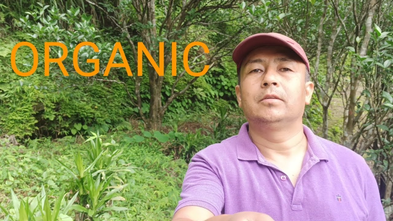 organic fruit|||pahadi organic vegitable||pahadi fruit - YouTube
