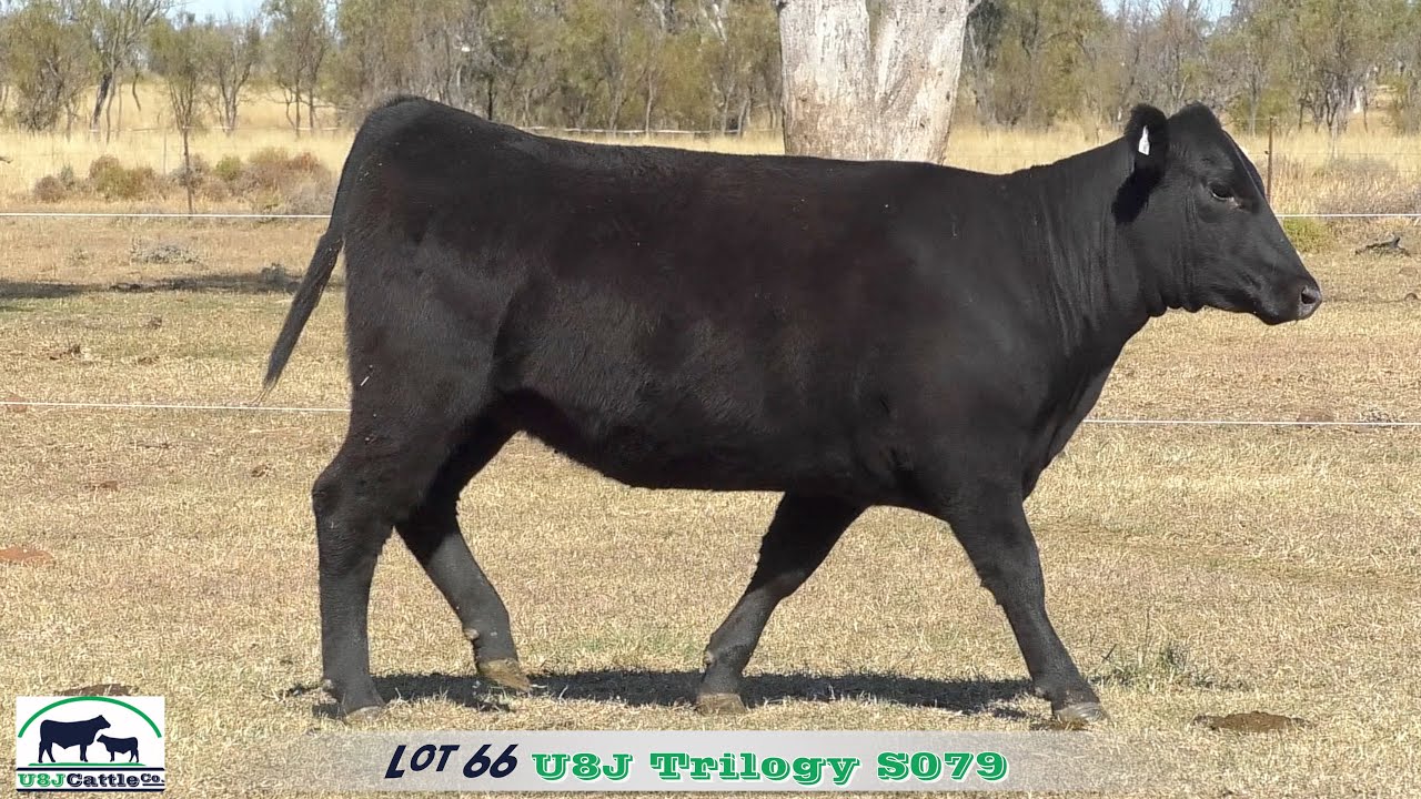 Lot 66 U8J Trilogy S079 - YouTube