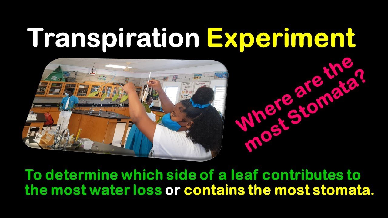 Transpiration Experiment (1): Which side of the leaf has the most ...
