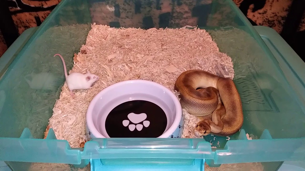 Live Feeding video - YouTube