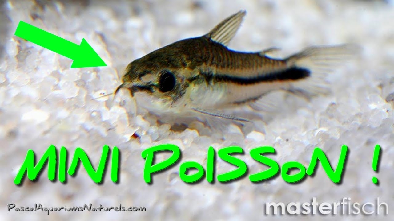 Corydoras pygmaeus nains - Masterfisch - Pascal Aquariums Naturels - YouTube
