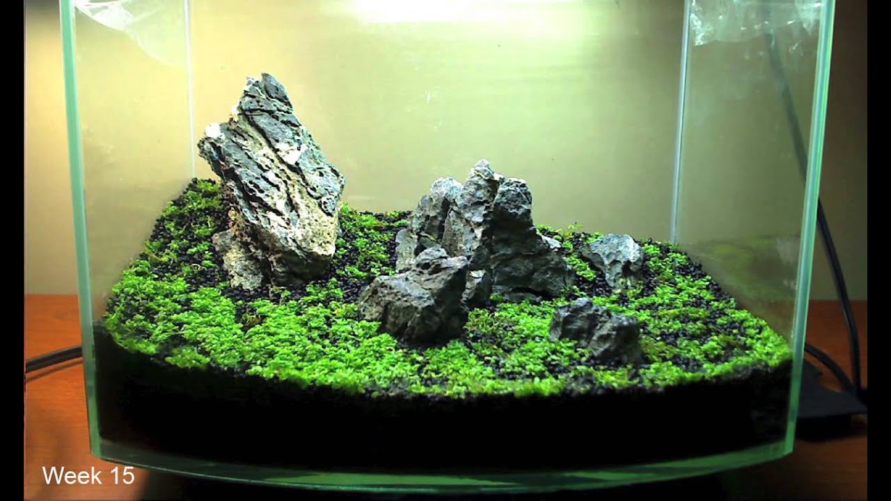 Hemianthus Callitrichoides HC / Cuba Time Lapse - YouTube