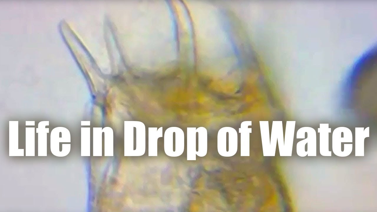 Life in a Drop of Water - YouTube