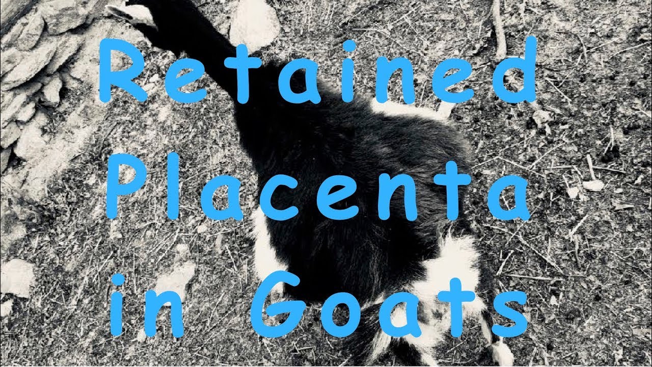 Retained Placenta in Goats - YouTube