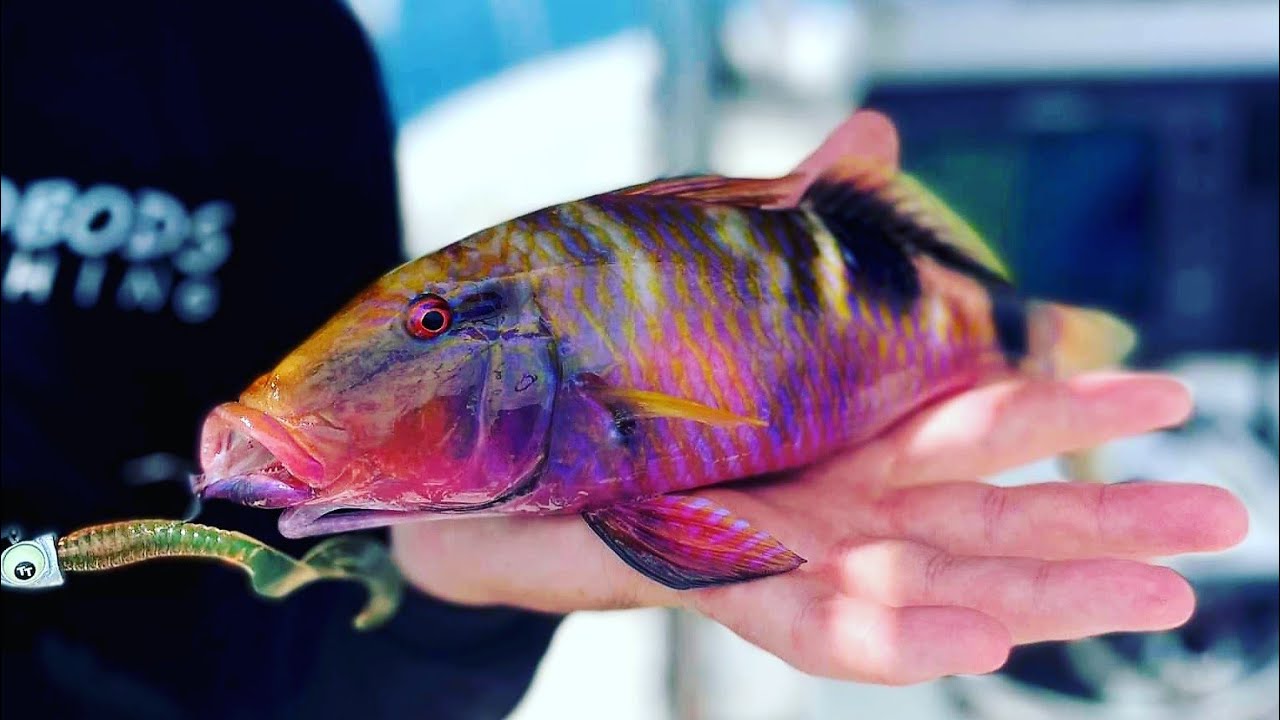 SHALLOW REEFS PRODUCE SOME WEIRD FISH AUSTRALIA DAY 2022 - YouTube