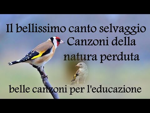 Vecchie canzoni selvagge perse dalla natura ( Carduelis carduelis ) Jilguero.