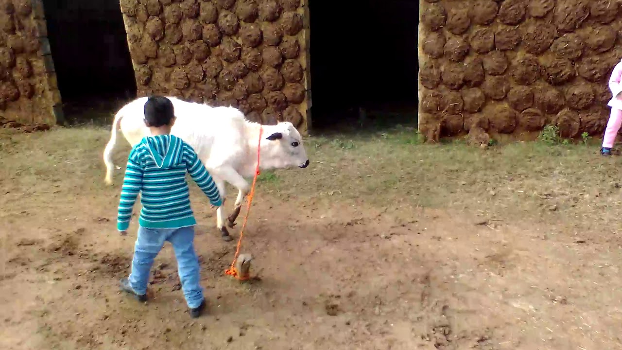Cow cailf in village gorla Sharif Islamabad - YouTube