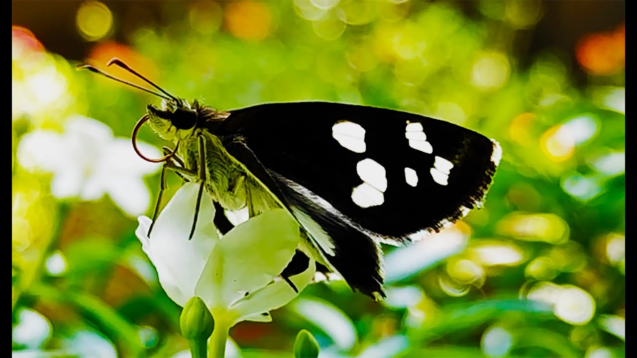 Grass demon butterfly - Udaspes folus - YouTube