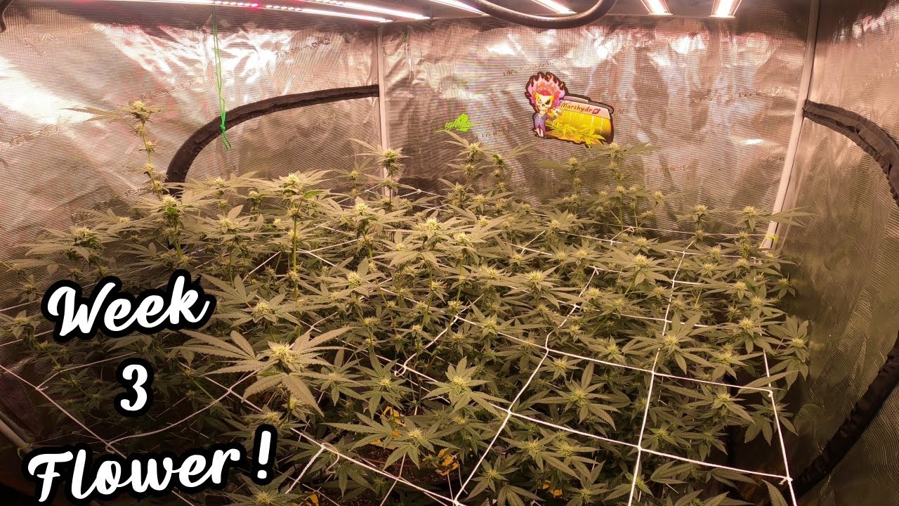 WEEK 3 FLOWER in 4x4 Grow Tent - YouTube