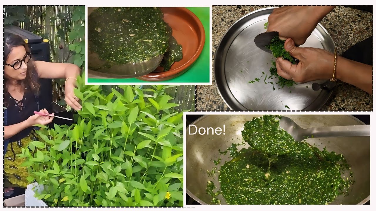 How to cut & cook PATSHAK (jute leaves) in an authentic way! PATSHAK ...