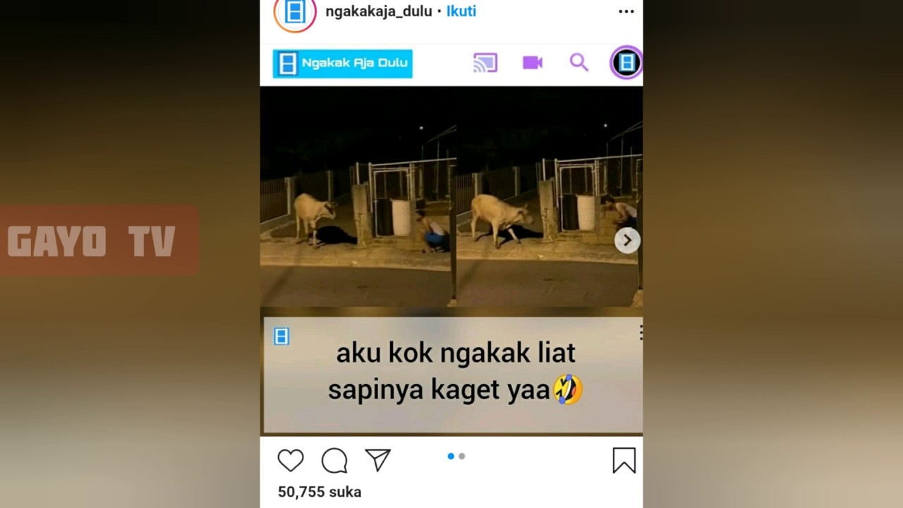 Geger Video Sapi Kaget Kena Prank dan Berteriak Seperti Manusia - YouTube