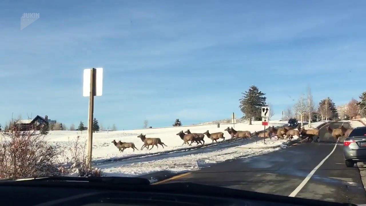 Herd of elk crossing road - YouTube