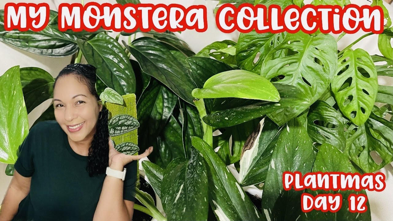 My Monstera Collection || Plantmas Day 12 - YouTube