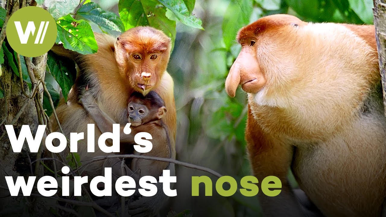 Male Proboscis Monkey puts on a show to chase off rivals and to impress ...