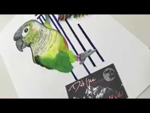 Tattoo artist draws Green Cheek conure drawing Time Lapse - YouTube